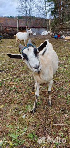 Гуси, овцы, бараны, козы