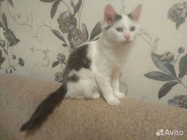 Котенок