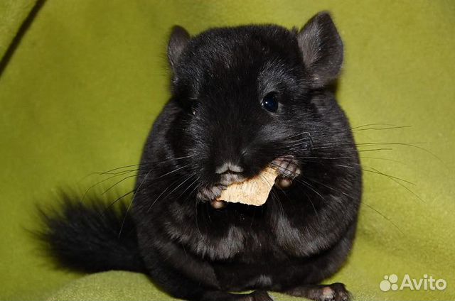 Шиншилла девочка с родословной генбазе