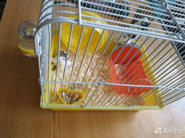 Джингарики