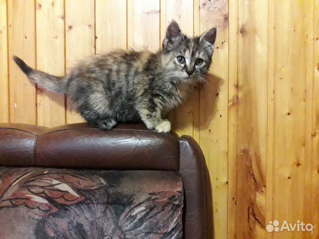 Котёночек девочка 1 месяц