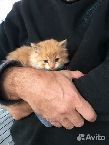 Котенок девочка, 1.5 мес