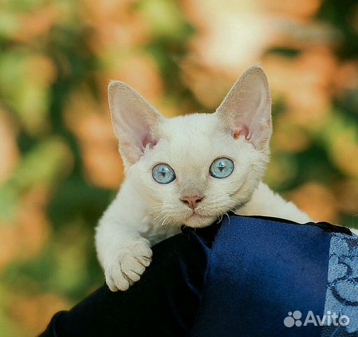 Голубоглазая девочка девон рекс