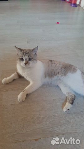 Котик Баксик