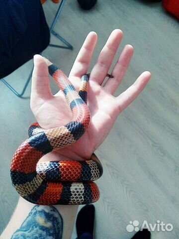 Змея молочный полоз