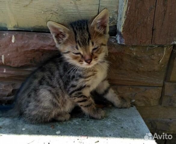 Два котенка ищут дом