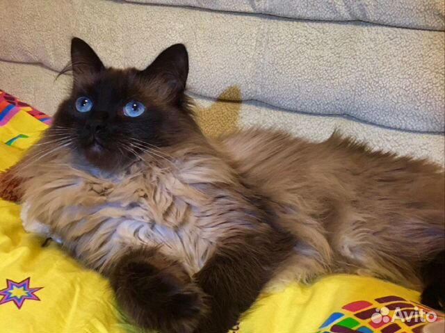 Котик (шоколадный ragdoll)