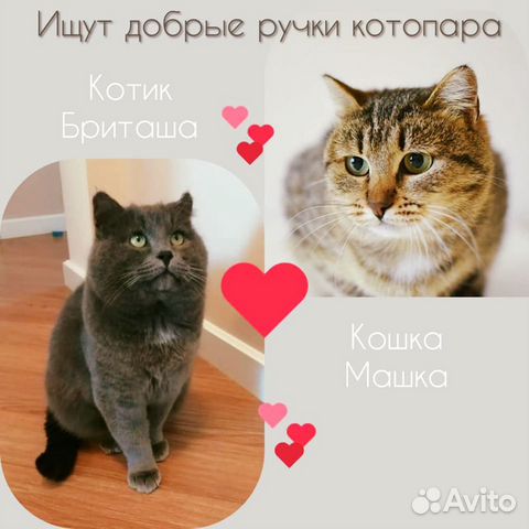 Машка и Бриташа ищут дом