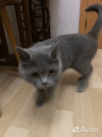 Отдадим в добрые руки