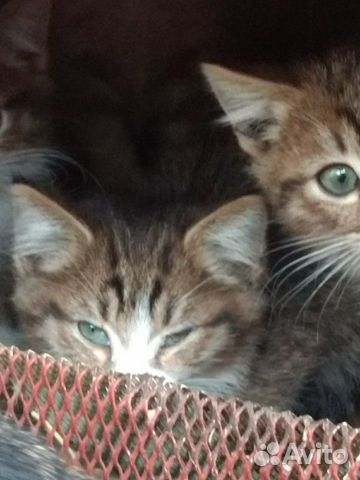 Счастье в дом