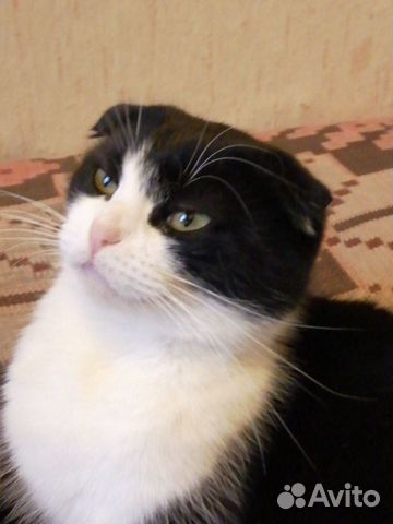 Вислоухая шотландка в добрые руки