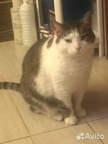 Котёнок Вова в добрые руки