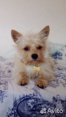 Малютка Чорк