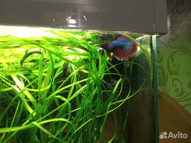 Петушок супердельта самец