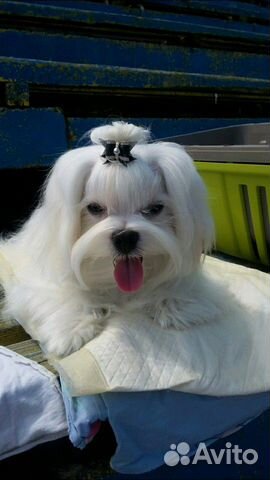 Жених мини мальтезе