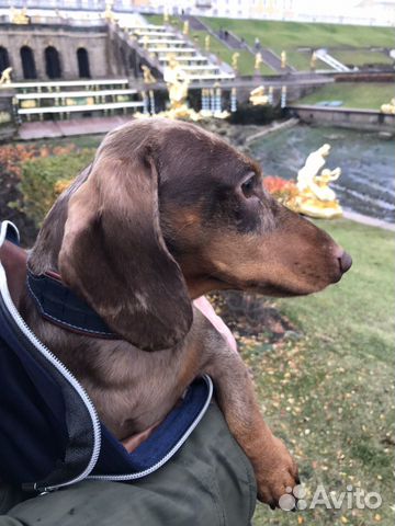 Вязка такса