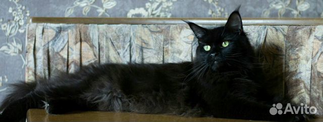 Наша ласковая черная пантера