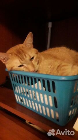 Рыжее счастье