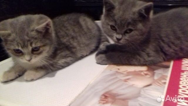 Милейшие котята