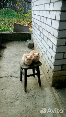 Шотландские котята
