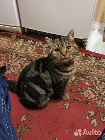 Шотландский кот.Вязка