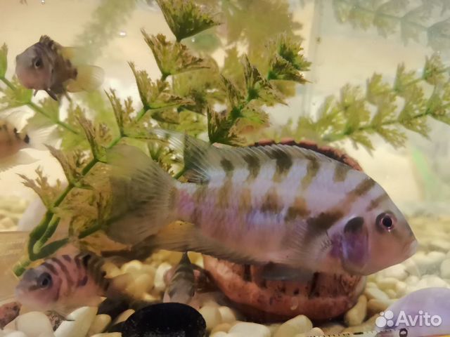 Аквариум с рыбками