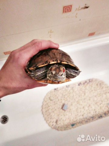 Продам черепаху(красноухая)
