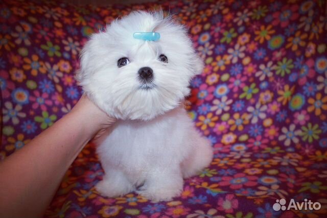 Красивущий кукольный мальчик мальтезе 3,5 мес