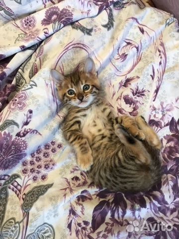 Бенгальское счастье