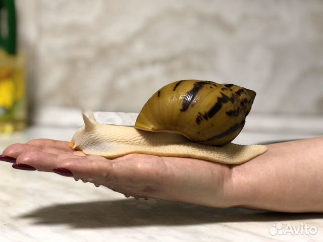 Улитка Ахатина Тигровая альбинос