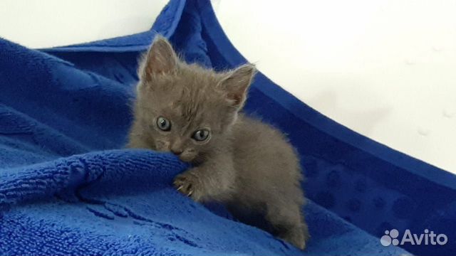 Котята-октябрята