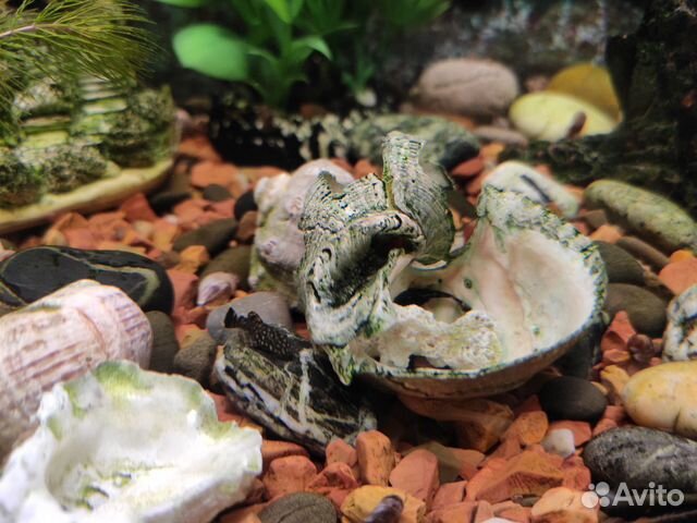 Сомики Анциструс, отдам в дар