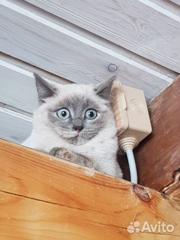 В добрые руки кота/кошку