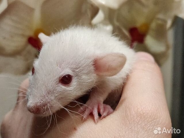 Крыски, декоративные крольчата