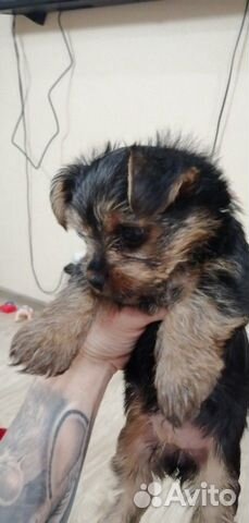 Девочка Йорка