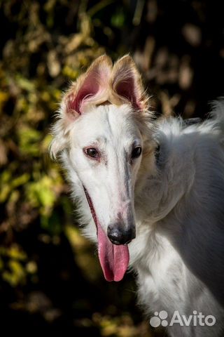 Отдам в добрые руки