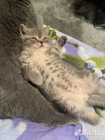 Британские котята