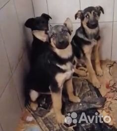 Овчаристые щенки в добрые руки