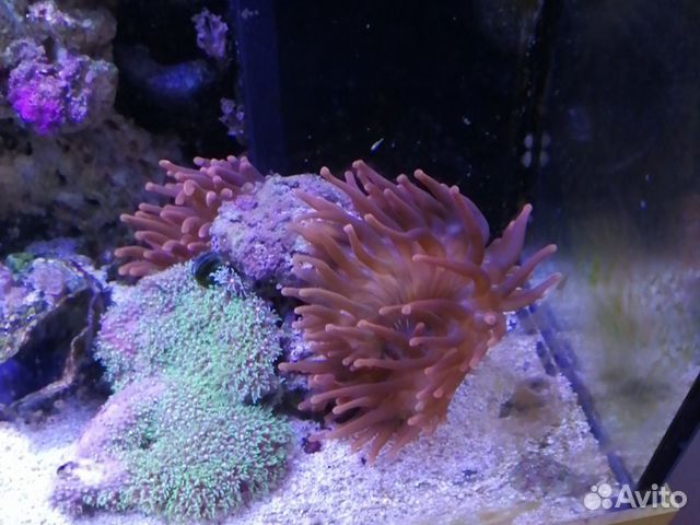 Коралл актиния