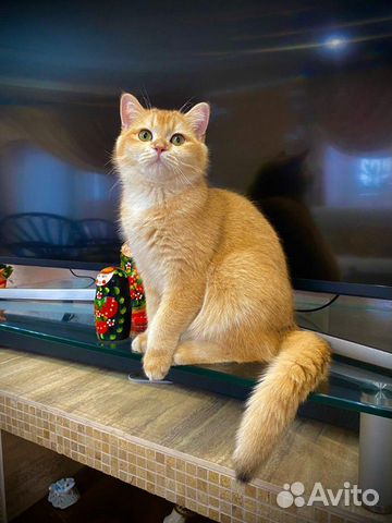 Подрощенный котик ny12