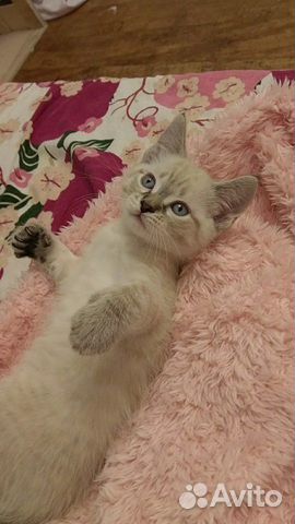 Котенок, котик