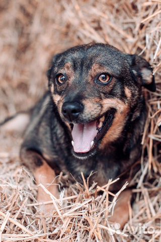 Дженни в дар