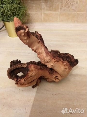 Коряга мангровая