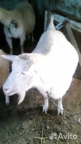 Котные козы