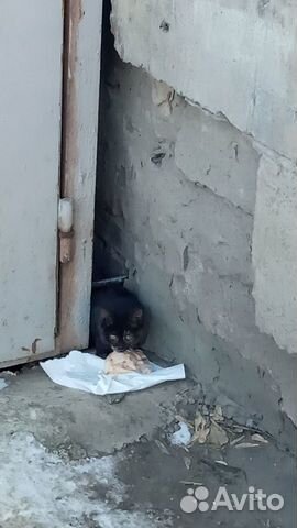 Кошечка ищет дом