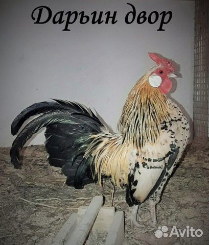 Яйцо Ява Бентам