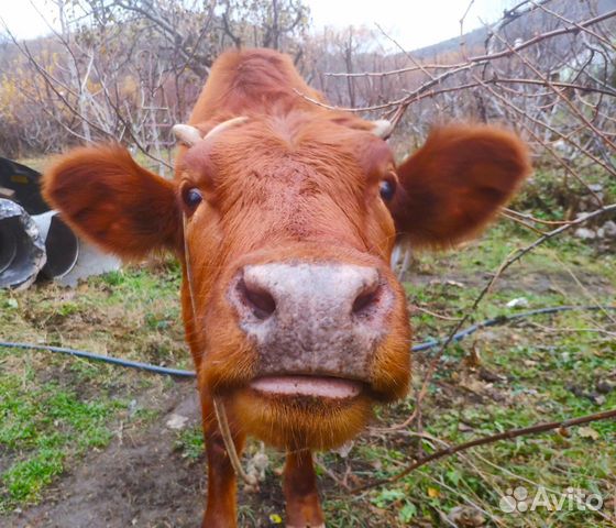 Продаm тёлочку