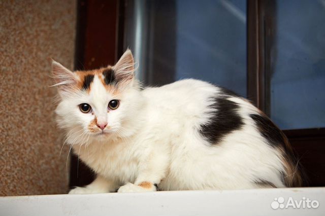 Необычный котенок девочка. Внешность с изюминкой