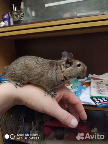 Чилийская белка (дегу)