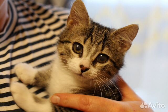 Котенок Василек в добрые руки